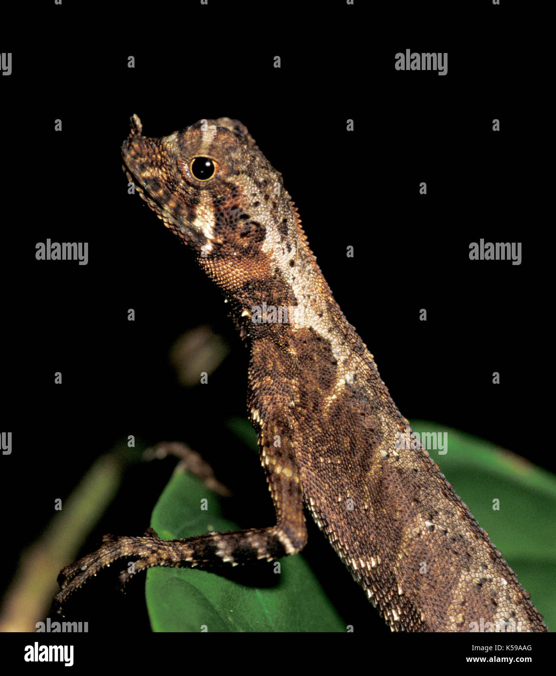 Flying Lizard, Draco sp., Sabah, Borneo Stock Photo - Alamy