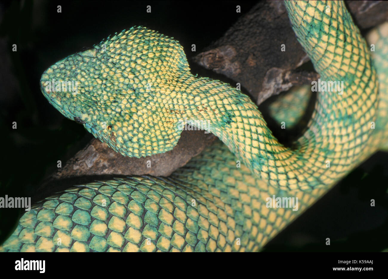 Waglers Pit Viper or Temple Viper, Tropidolaemus wagleri, Borneo ...