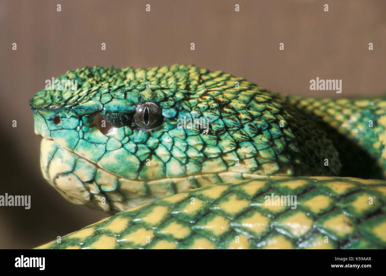 Waglers Pit Viper or Temple Viper, Tropidolaemus wagleri, Borneo ...