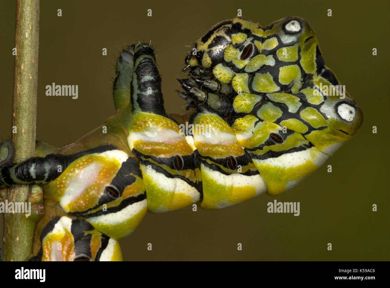 Brahmaea hearseyi Moth, Caterpillar, Borneo, 4th instar, large, rearing ...