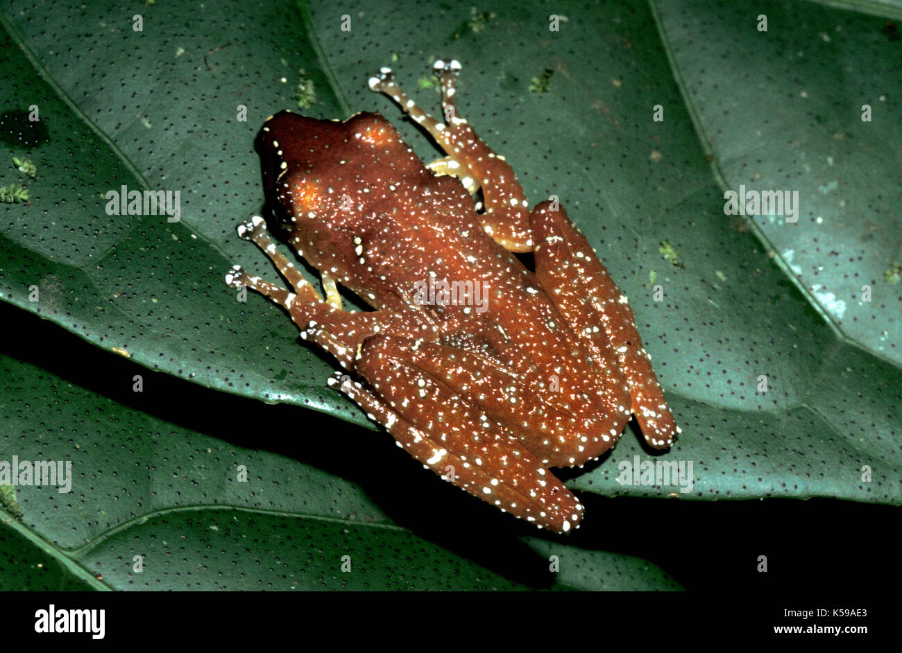 Cinnamon Tree Frog, Myctixalus, Sabah Borneo Stock Photo - Alamy