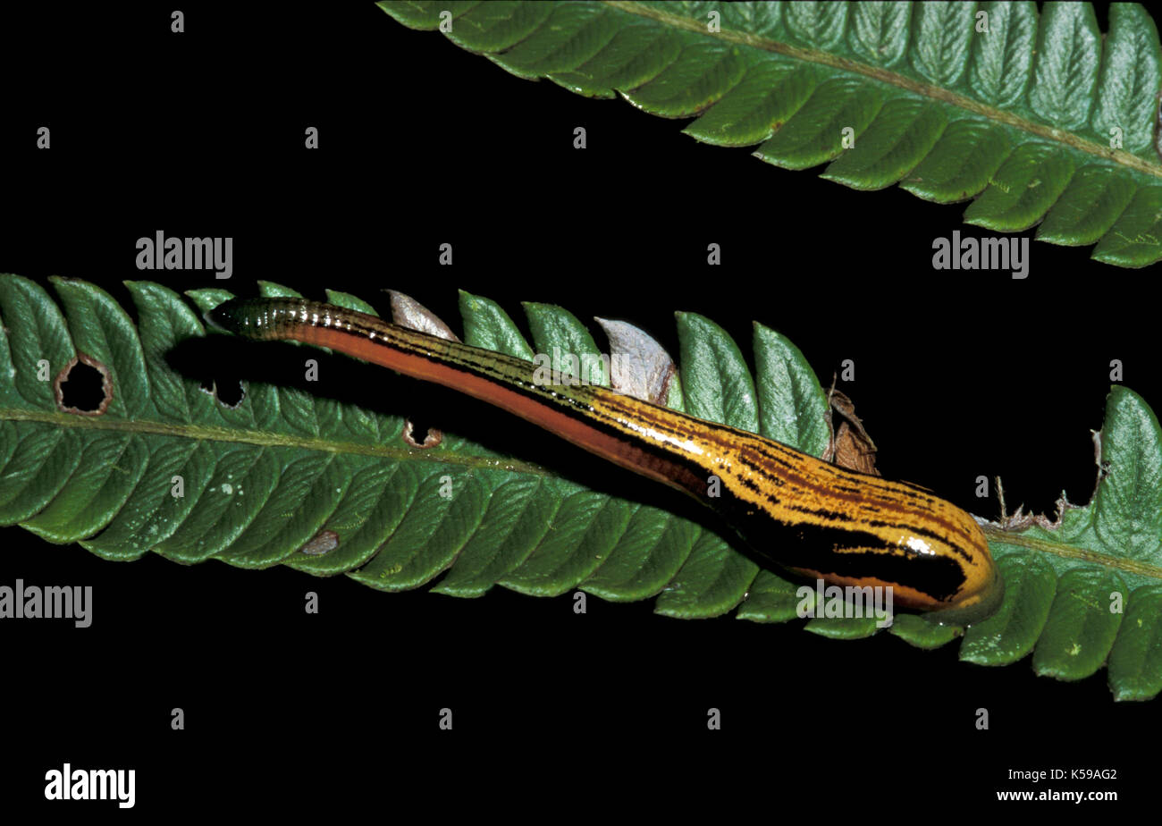 Tiger Leech, Haemadipsa picta, Dannum Valley, Sabah, Borneo Stock Photo ...