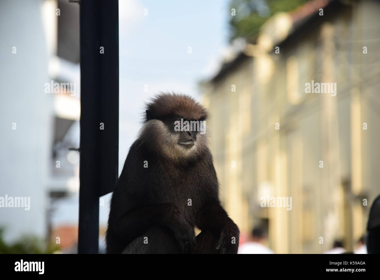 Monkey on street hi-res stock photography and images - Alamy