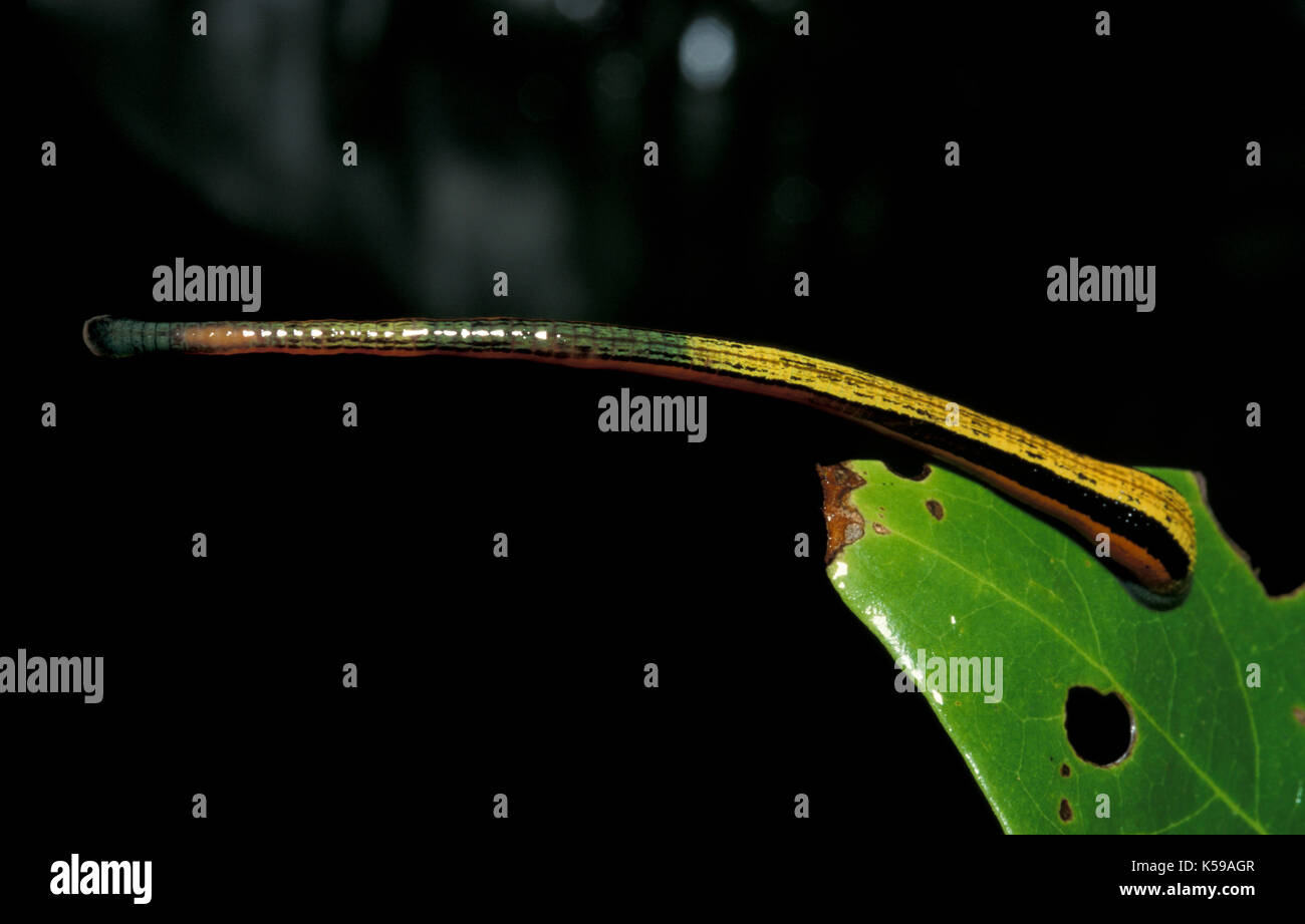 Tiger Leech, Haemadipsa picta, Dannum Valley, Sabah, Borneo Stock Photo ...