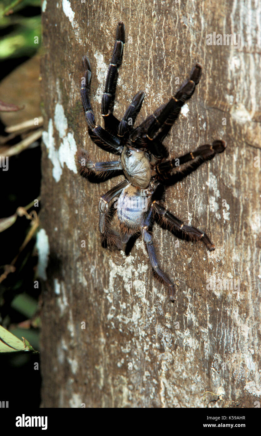 Tarantula, sp. unknown, Family: Theraphosidae, Aboreal on tree, Sabah ...