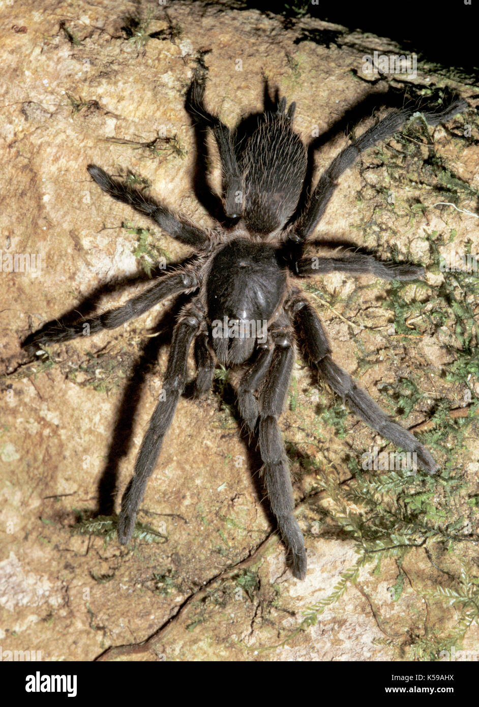 Tarantula, sp. unknown, Family: Theraphosidae, Aboreal by nest hole on ...
