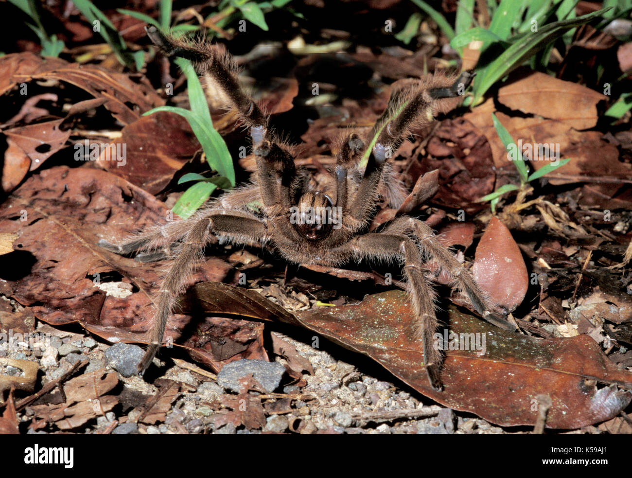 Tarantula, sp. unknown, Family: Theraphosidae, Ground Dwelling, rearing ...
