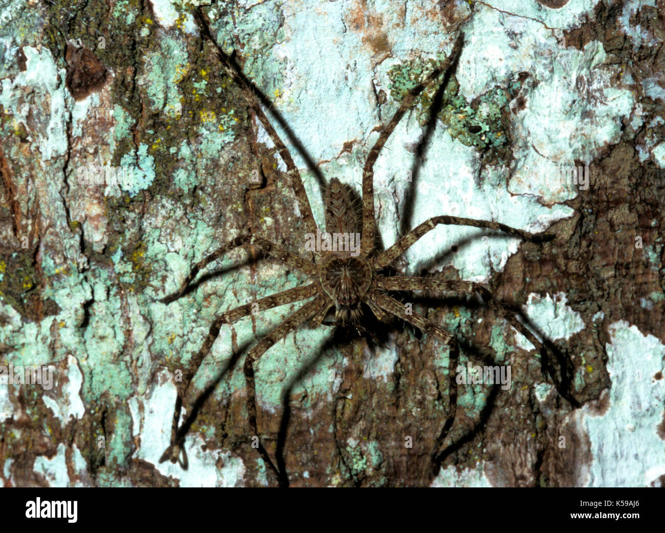 Huntsman Spider, Family: Heteropodidae, Sabah Borneo Stock Photo - Alamy