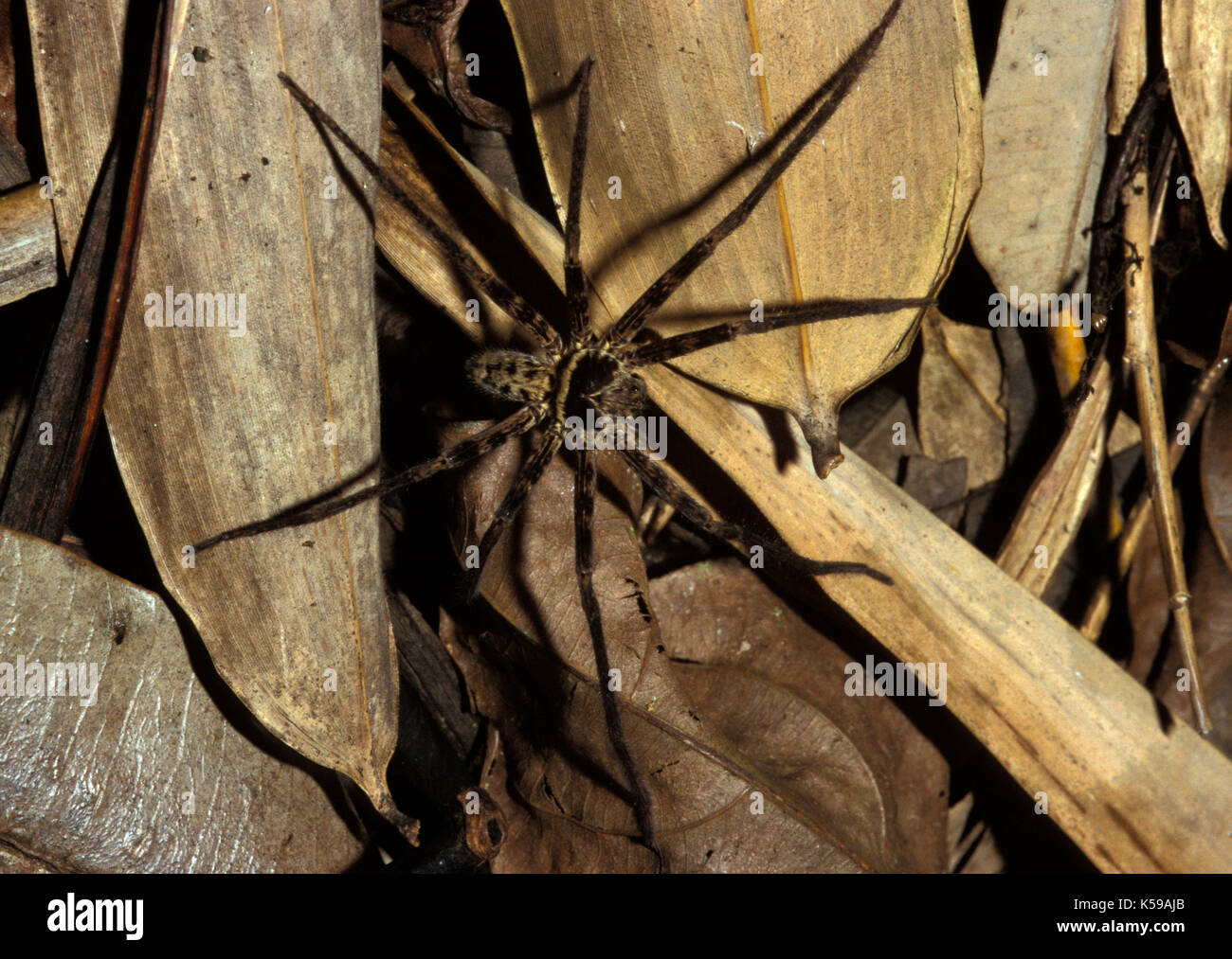 Huntsman Spider, Family: Heteropodidae, Sabah Borneo Stock Photo - Alamy