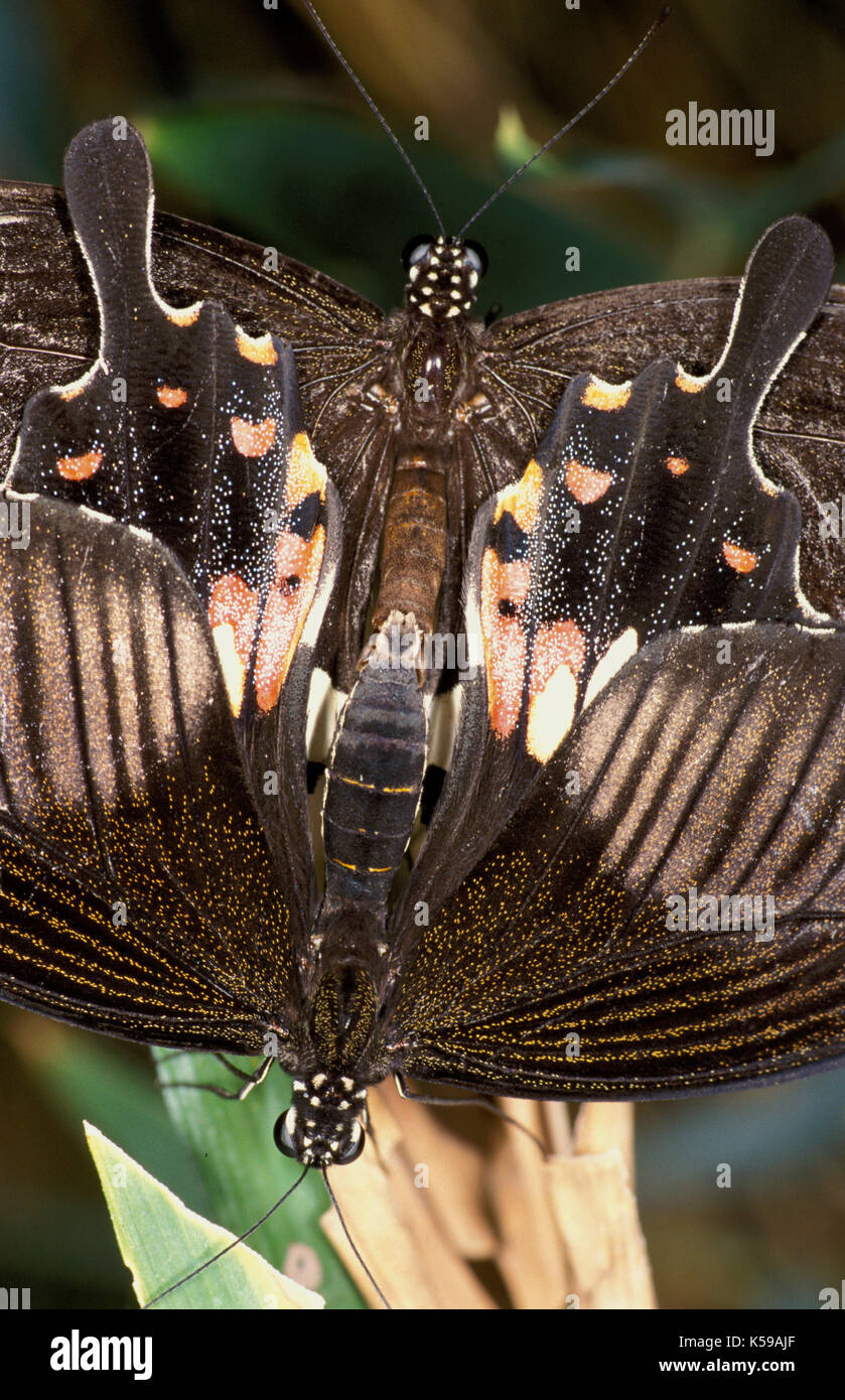 Common Mormon Butterfly, Papilio polytes, pair mating, Borneo South ...