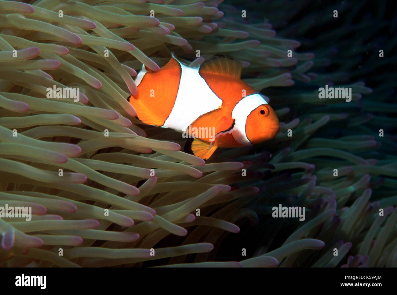 Clown Anemone Fish, Amphiprion percula, in anemone, Lankayan, Sulu Sea ...