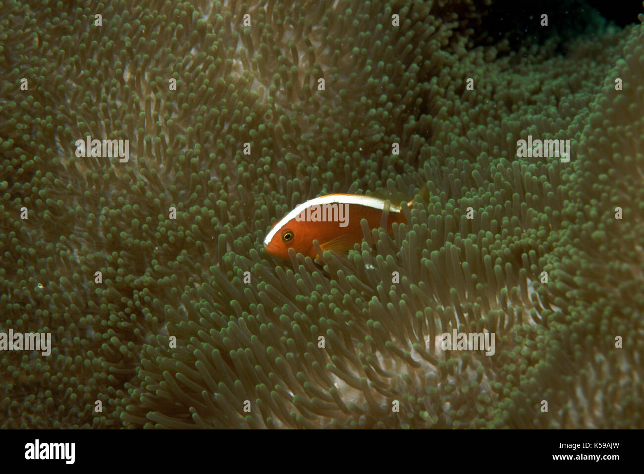 Orange Anemone Fish, Amphiprion sandaracinas, in anemone, Lankayan ...