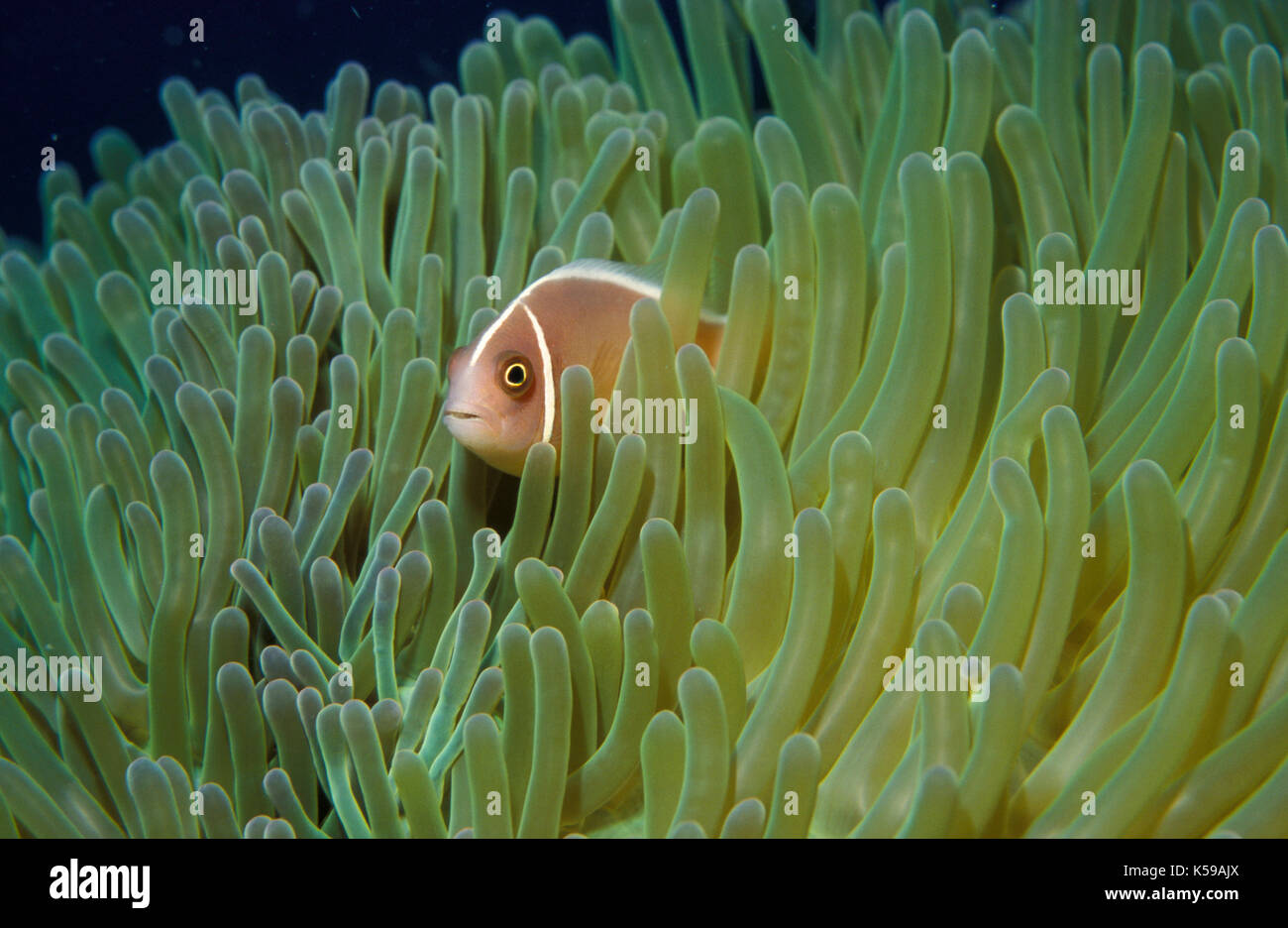 Pink Anemone Fish, Amphiprion perideraion, in anemone, Kapali, Celebes ...
