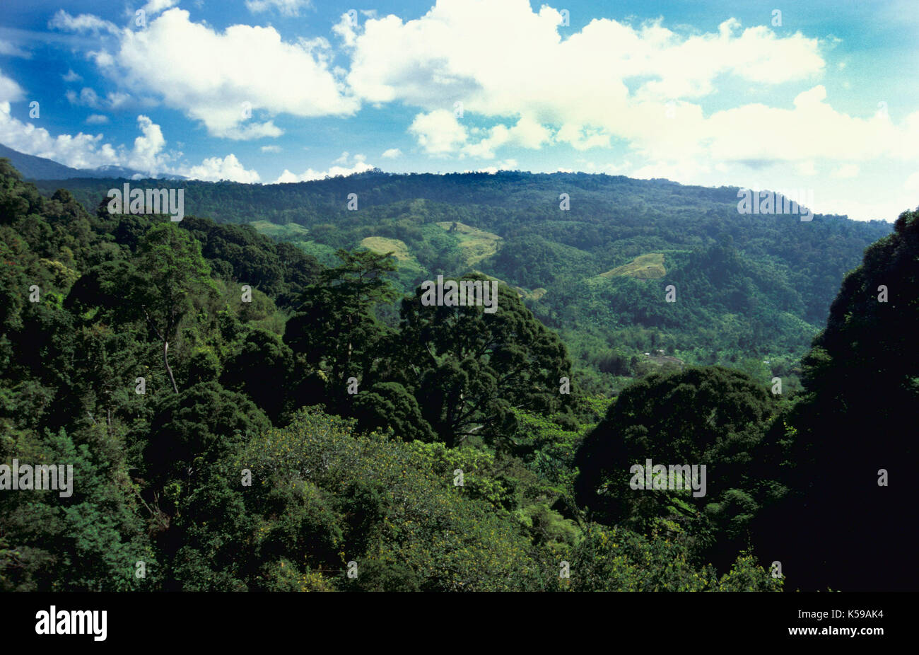 Jungle Canopy, Poring Hot Springs, view from walkway, Sabah, Borneo ...