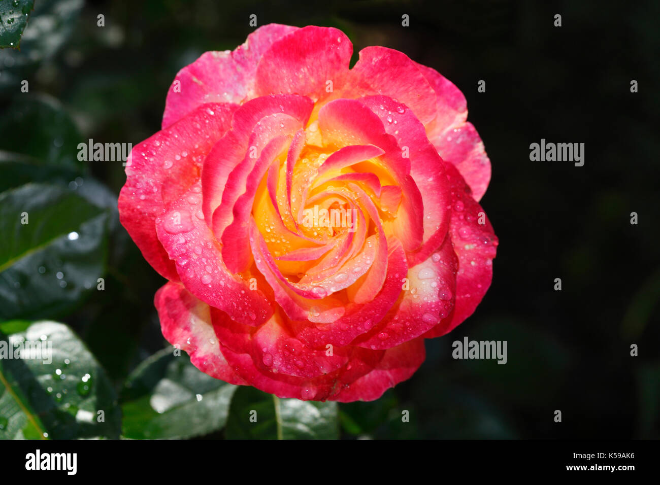 Rose with morning dew hi-res stock photography and images - Alamy