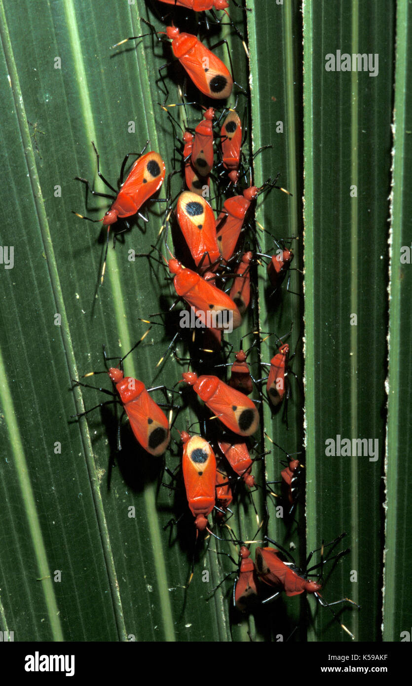 Red Bug, Family: Pyrrhocoridae, Sabah, Borneo, grouping together on ...