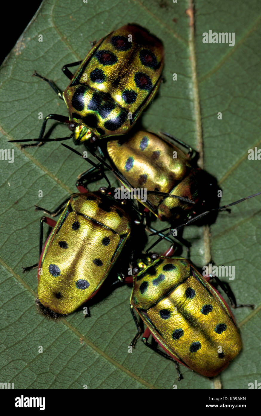 Metallic shield bugs hi-res stock photography and images - Alamy