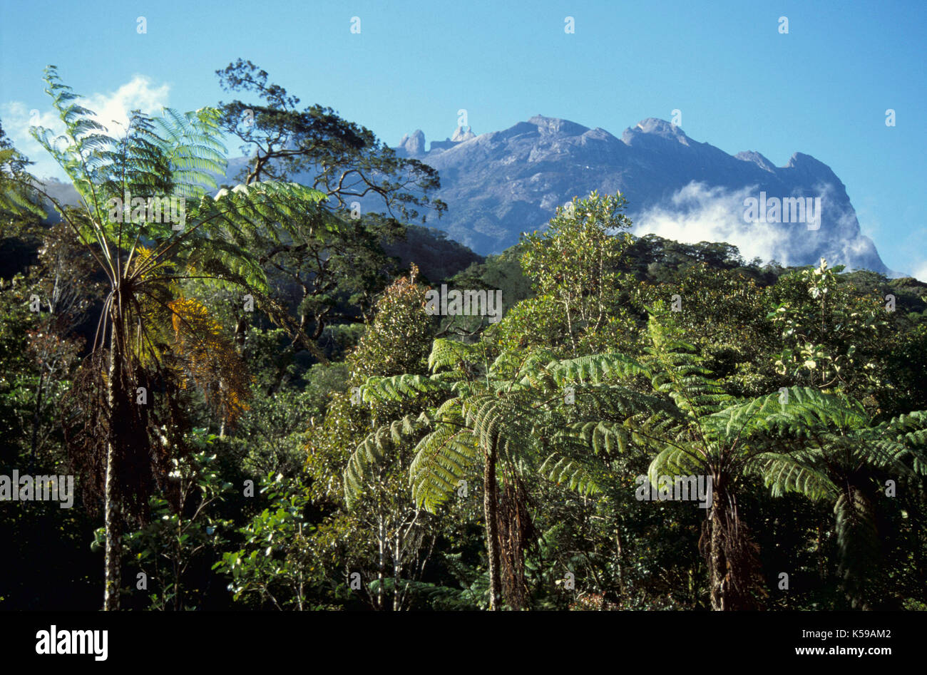 Mount Kinabalu Mountain, and jungle showing peak and clouds Sabah ...