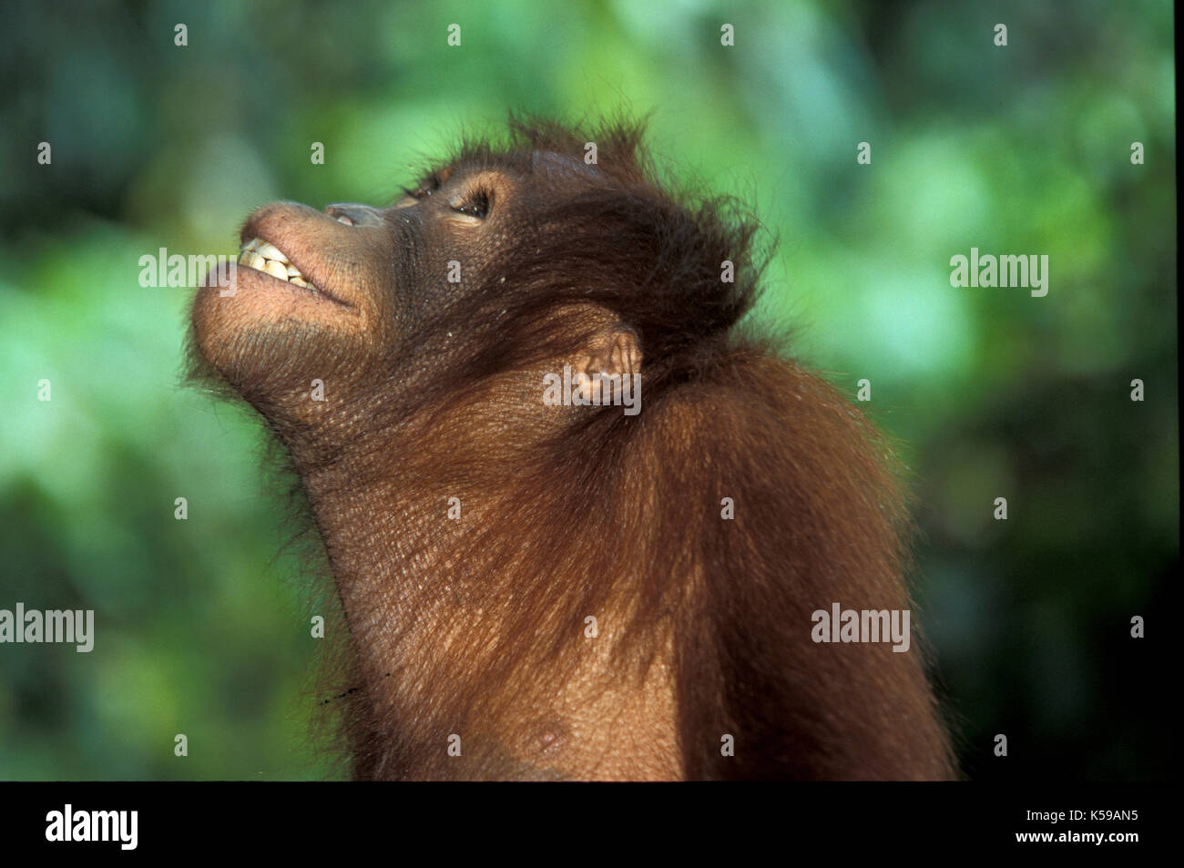 Orangutan, Pongo pygmaeus, juvenille, young, smiling, looking up, Sabah ...