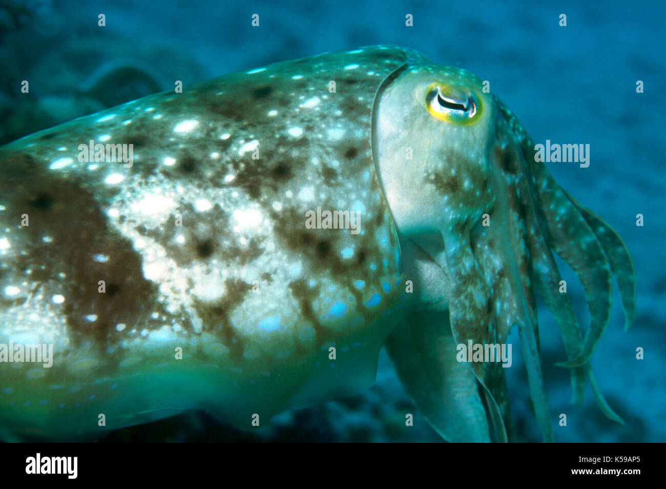 Cephalopod hi-res stock photography and images - Alamy