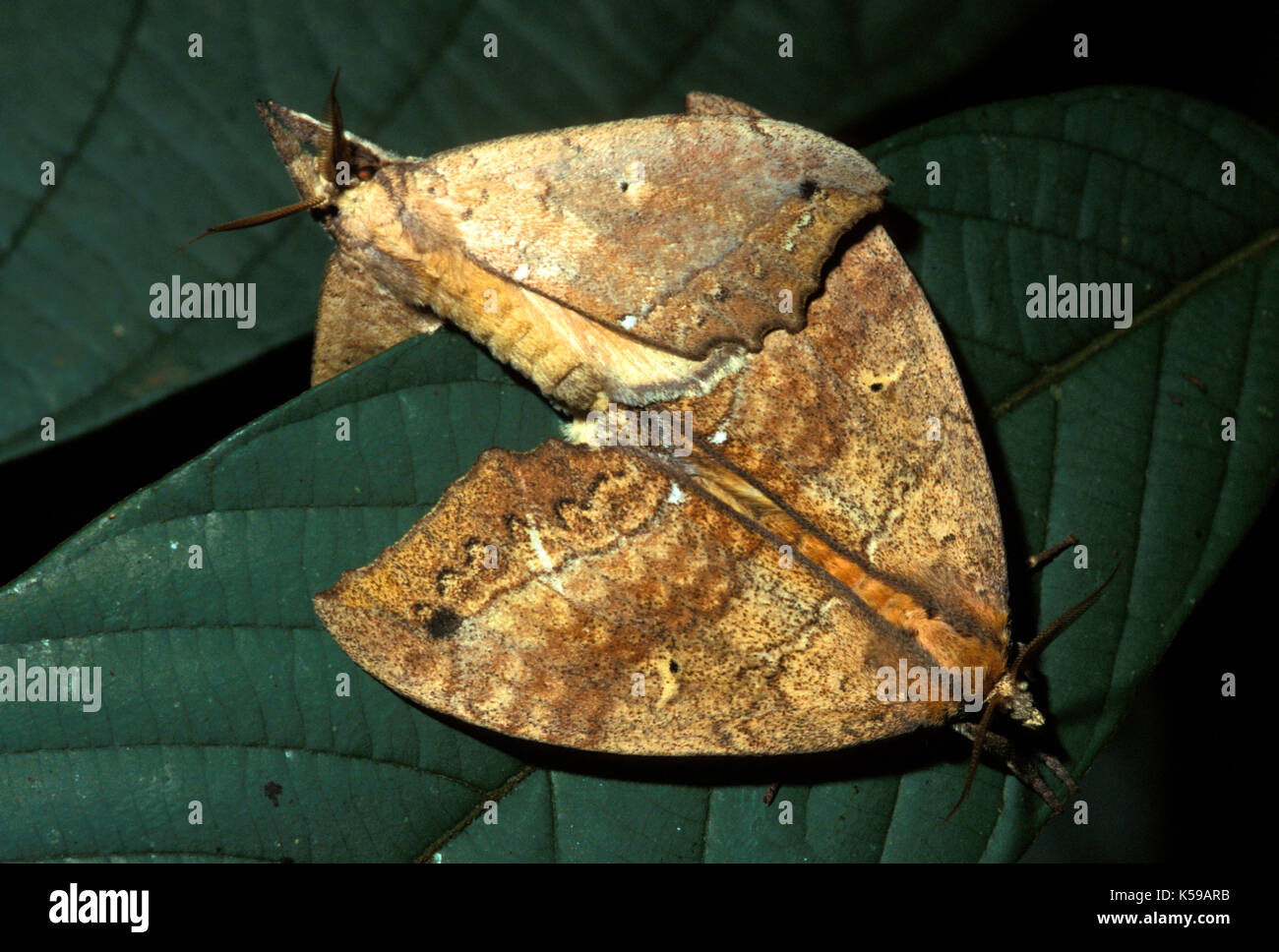 Moth, sp. unknown, Sabah Borneo, mating Stock Photo - Alamy
