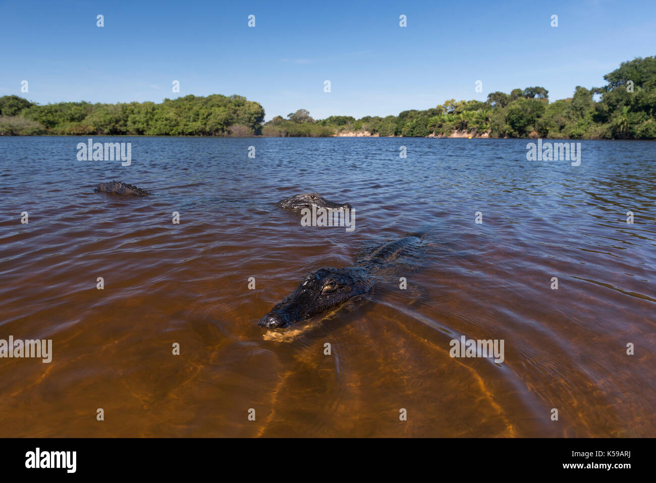 Two Pantanal Caimans on the tannin-stained waters of the Rio Negro in ...