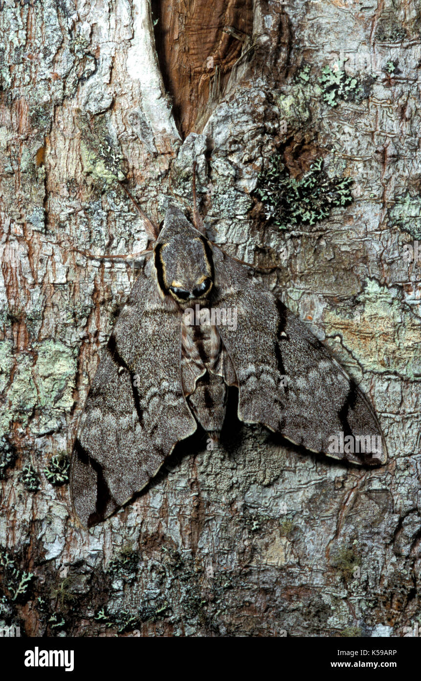 Moth, sp. unknown, Sabah Borneo, camouflagued, hawk moth, grey/white ...