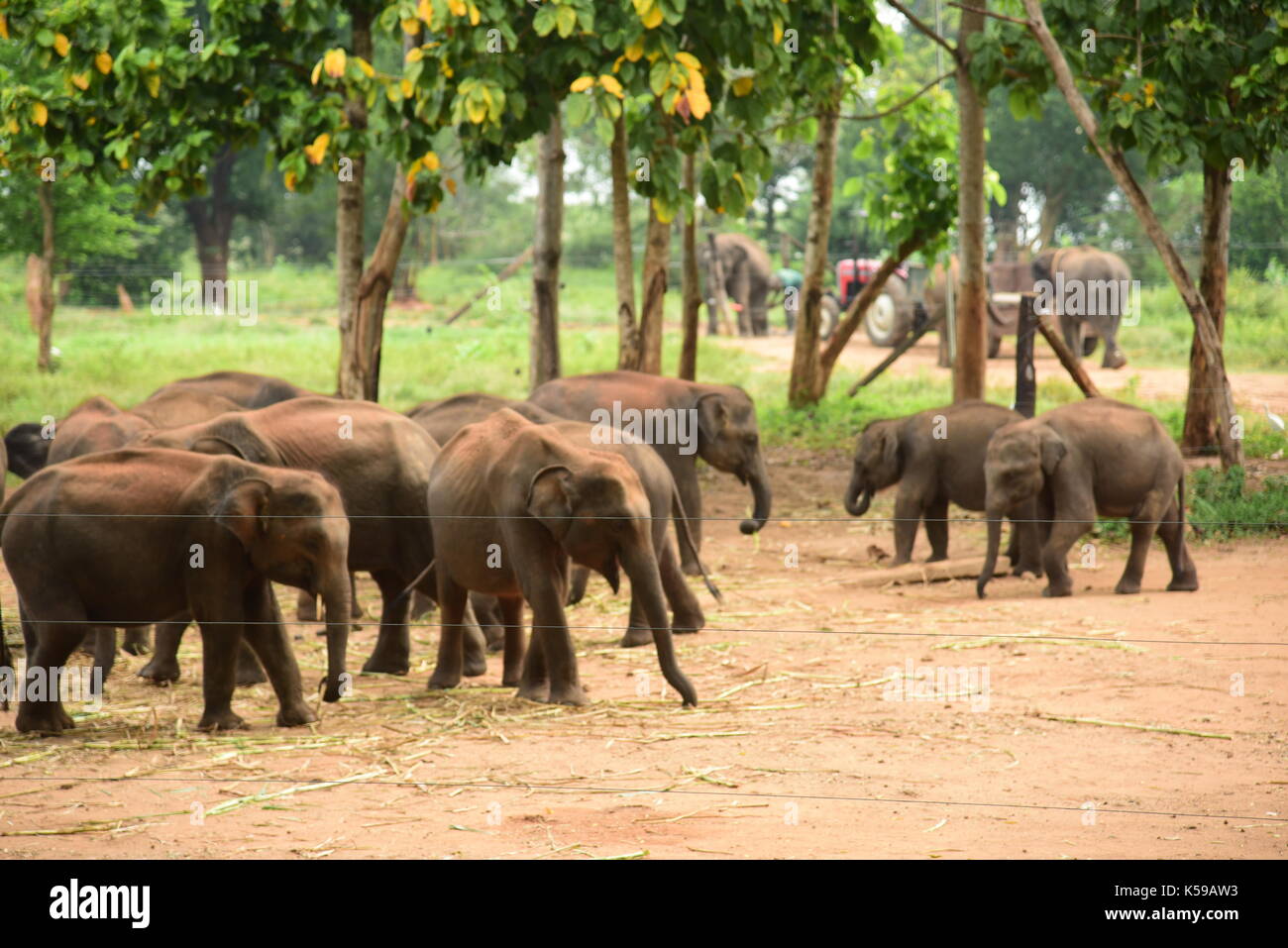 Herds elephants bathing in hi-res stock photography and images - Alamy