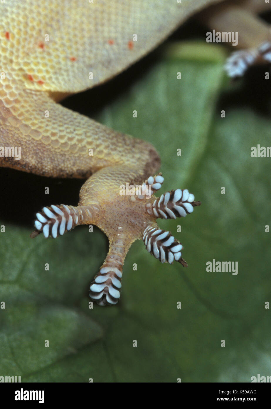 Foot Pads Stock Photos & Foot Pads Stock Images - Alamy