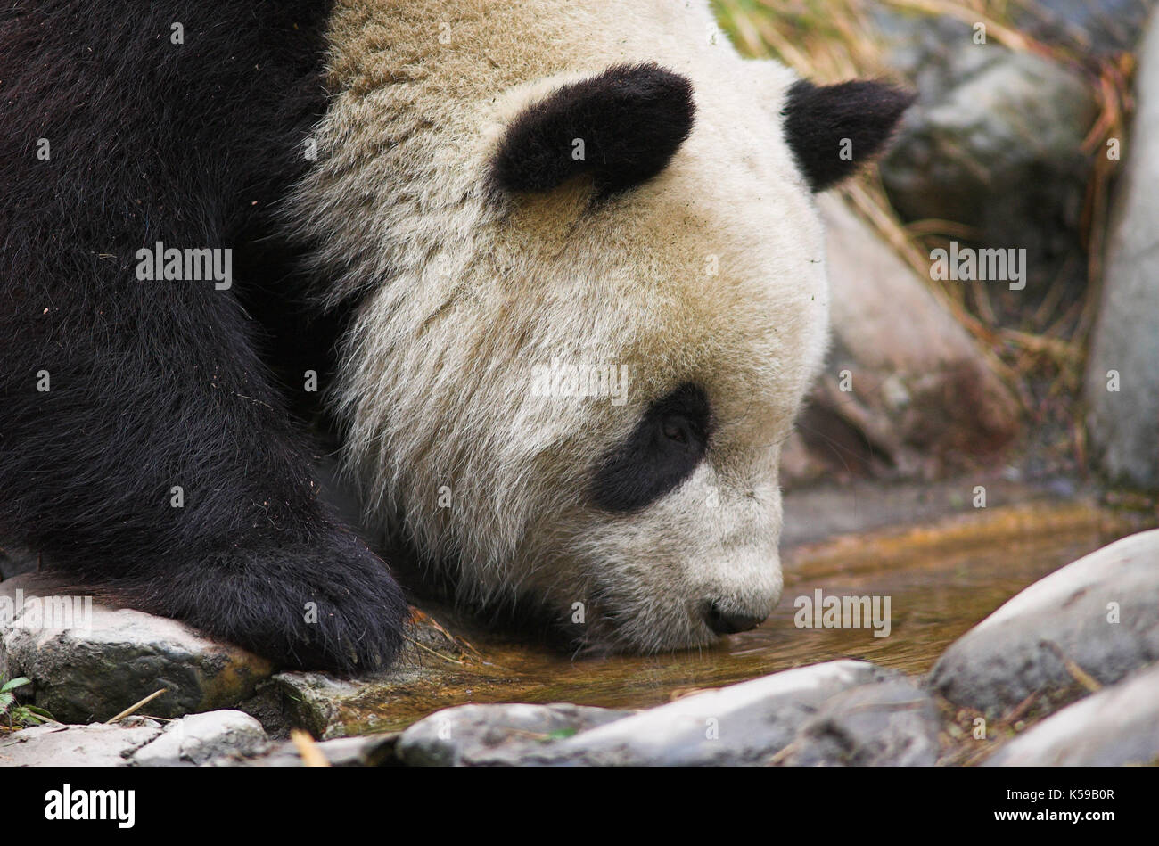 Panda drinking water hi-res stock photography and images - Alamy