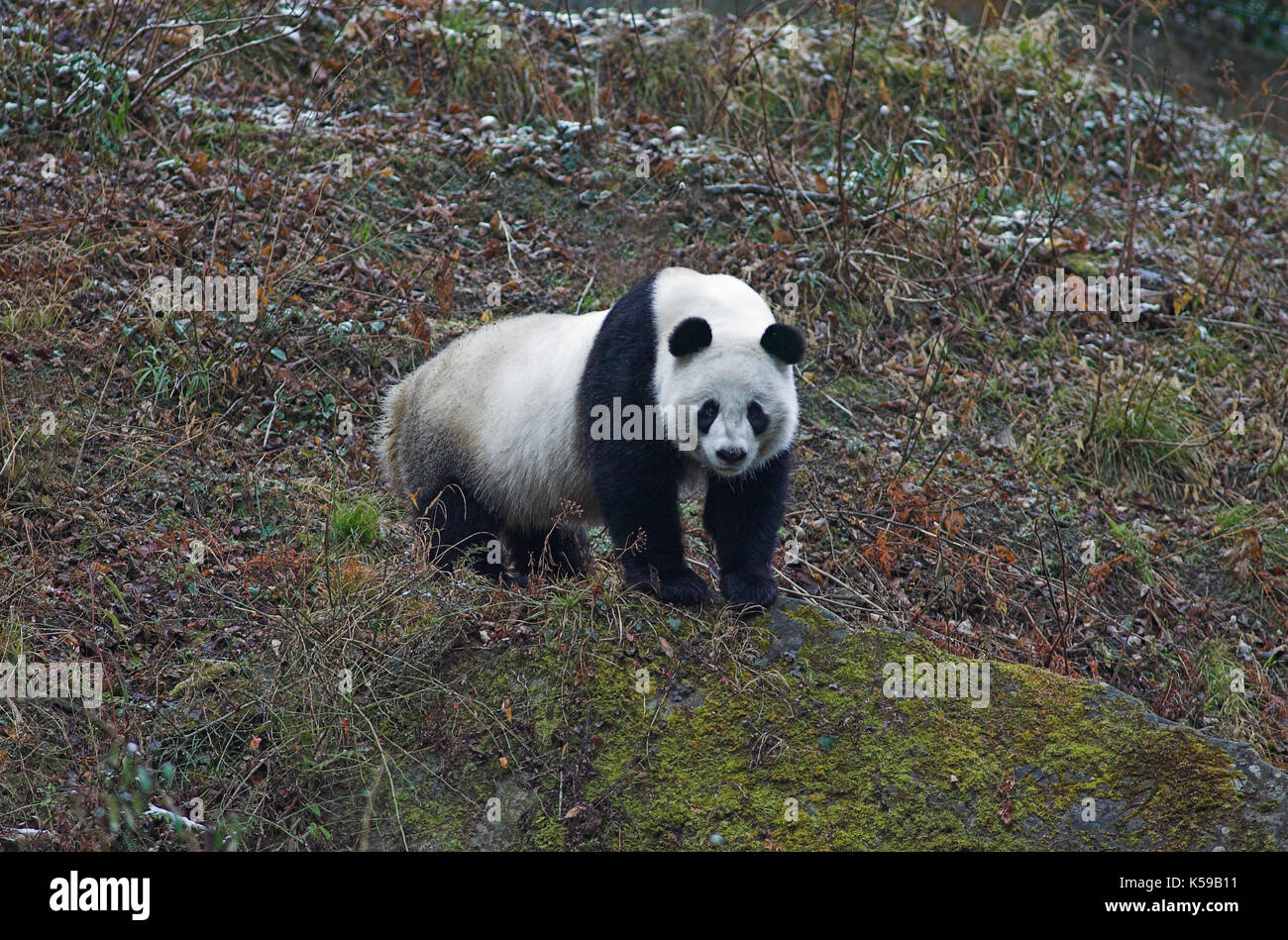 Giant Panda, Ailuropoda melanoleuca, adult standing in habitat woodland ...
