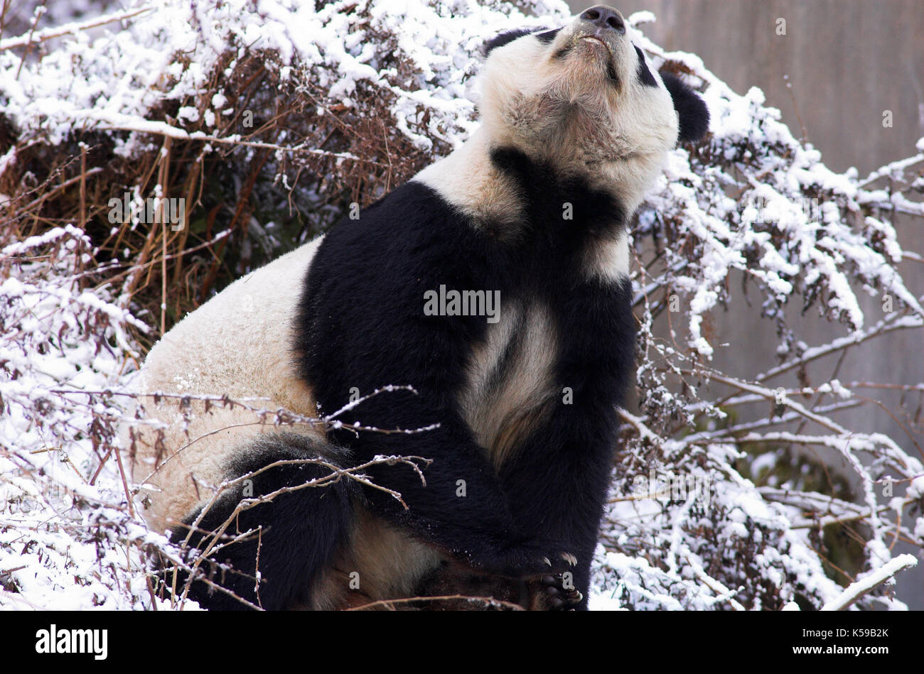 Chest markings hi-res stock photography and images - Alamy