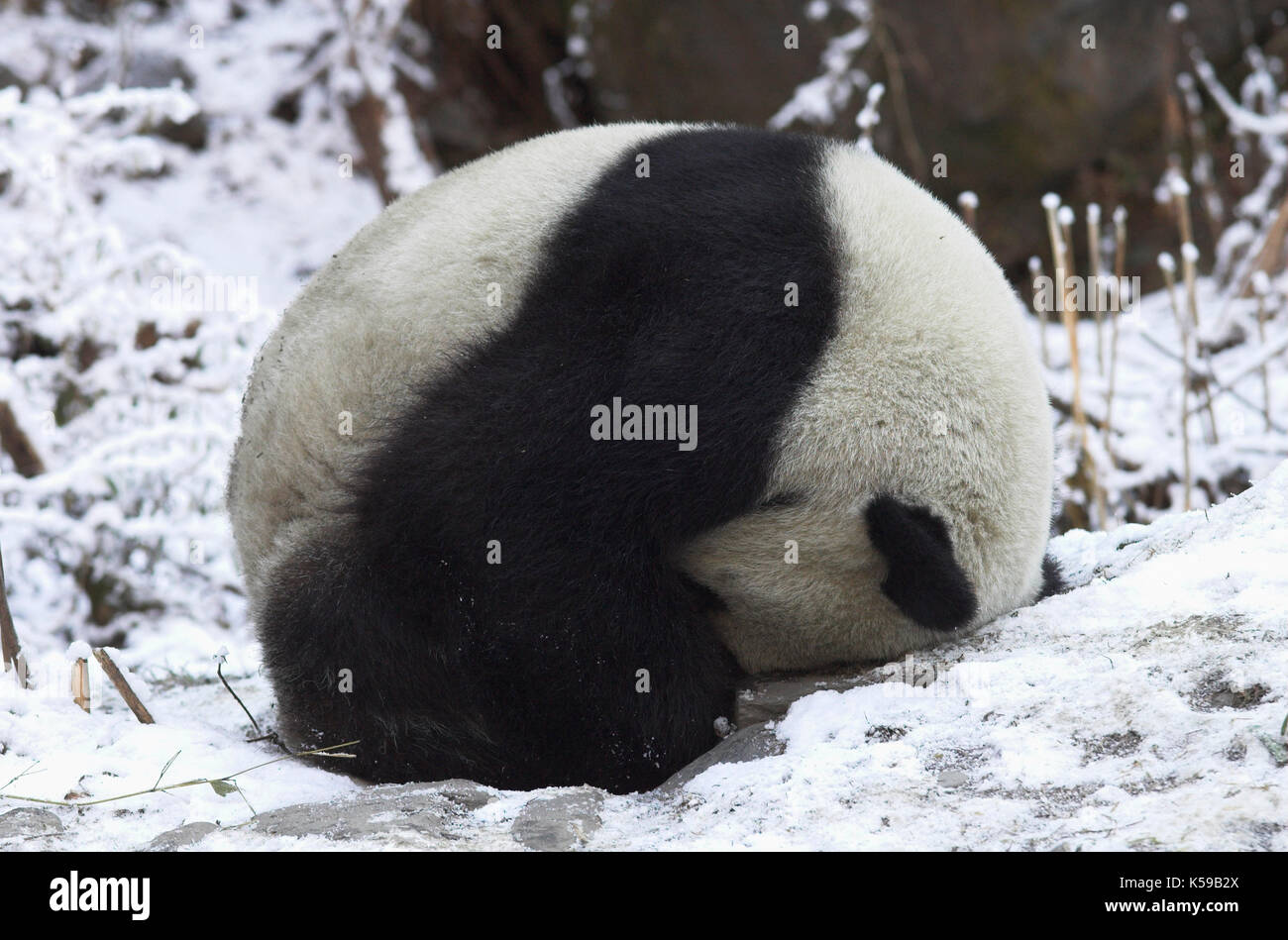 Curled in ball hi-res stock photography and images - Alamy