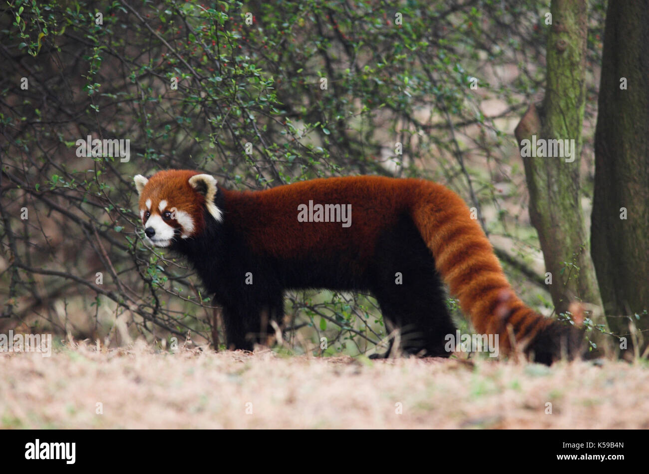 Lesser or Red Panda, Airurus Fulgens, standing showing stripy tail ...