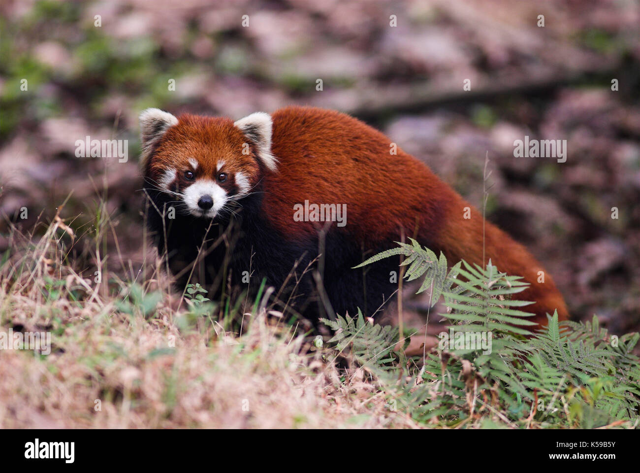 Lesser or Red Panda, Airurus Fulgens, Chengdu Panda Breeding and ...