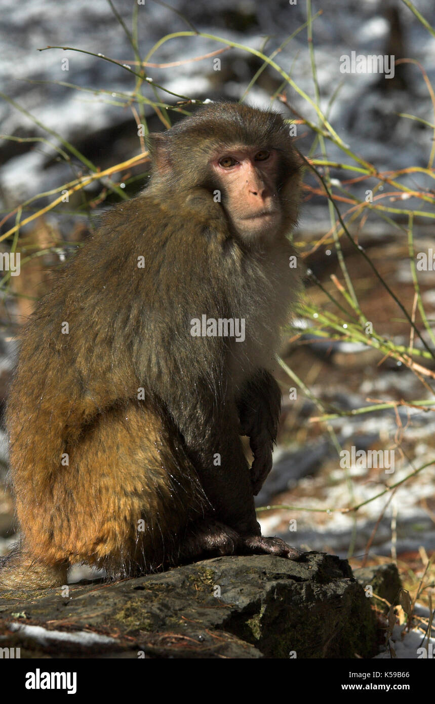 Assam province hi-res stock photography and images - Alamy