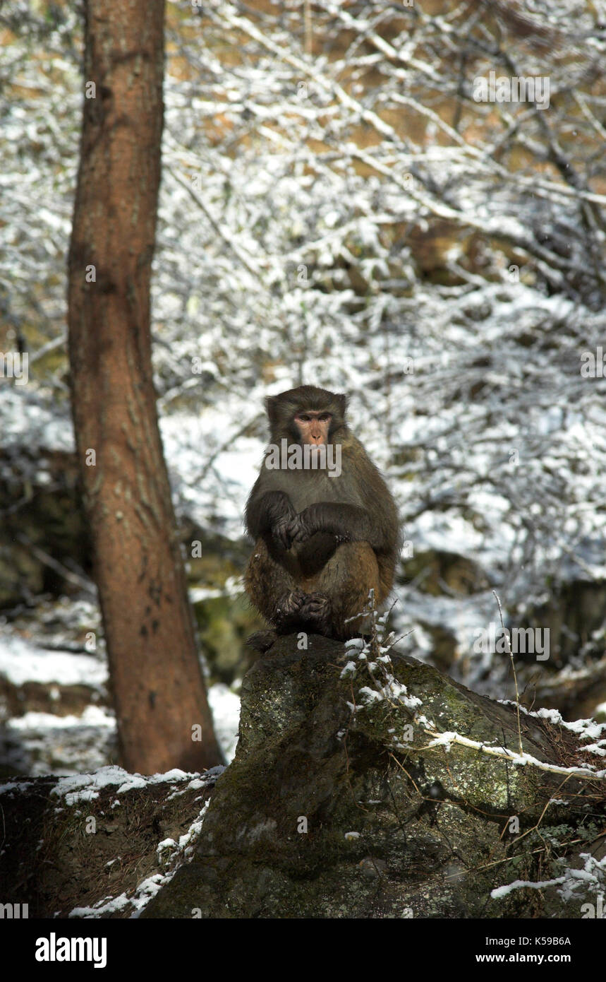 Assamese macaque, Assam macaque, Himalayan macaque, hill monkey, Macaca ...