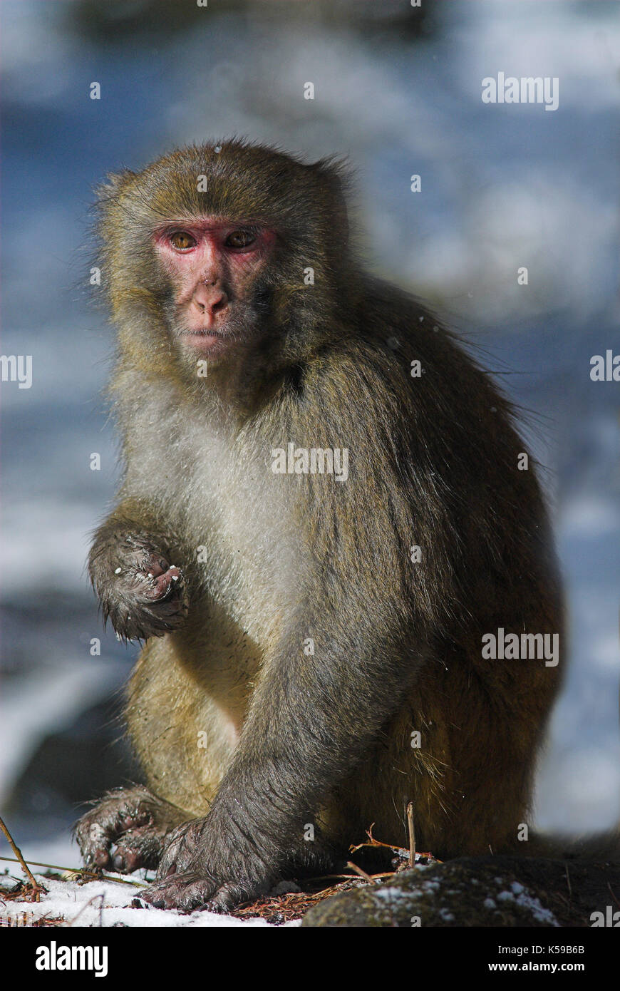 Assamese macaque, Assam macaque, Himalayan macaque, hill monkey, Macaca ...