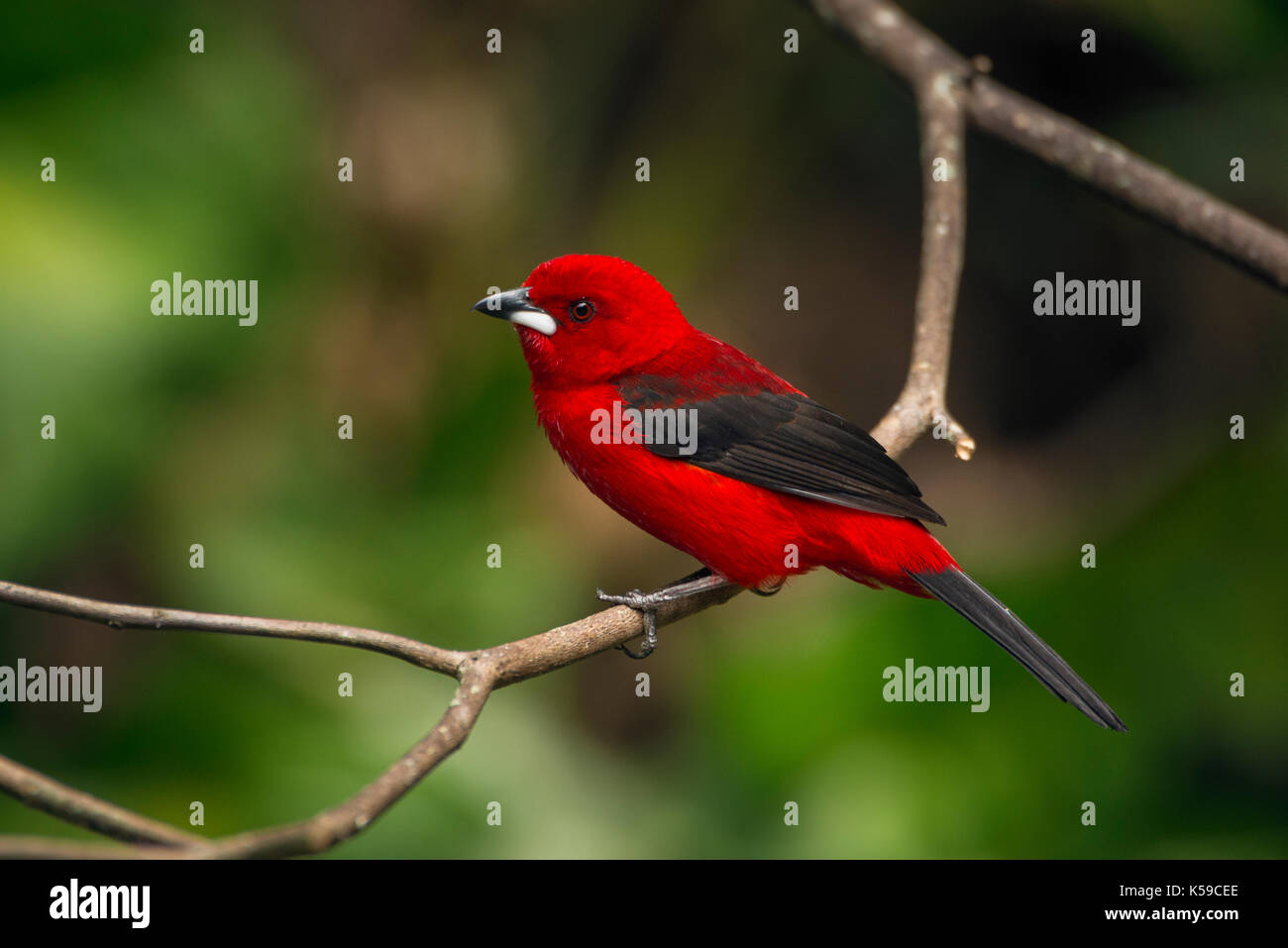 Ramphocelus sp hi-res stock photography and images - Alamy