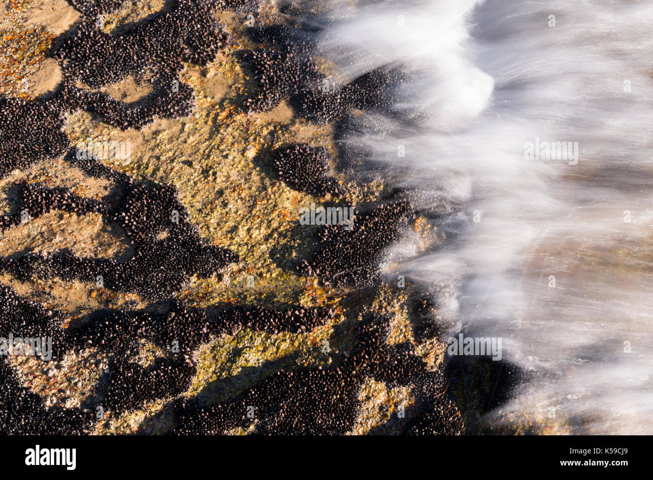 Brachidontes mussel colonies growing on the intertidal zone at Ilhabela ...