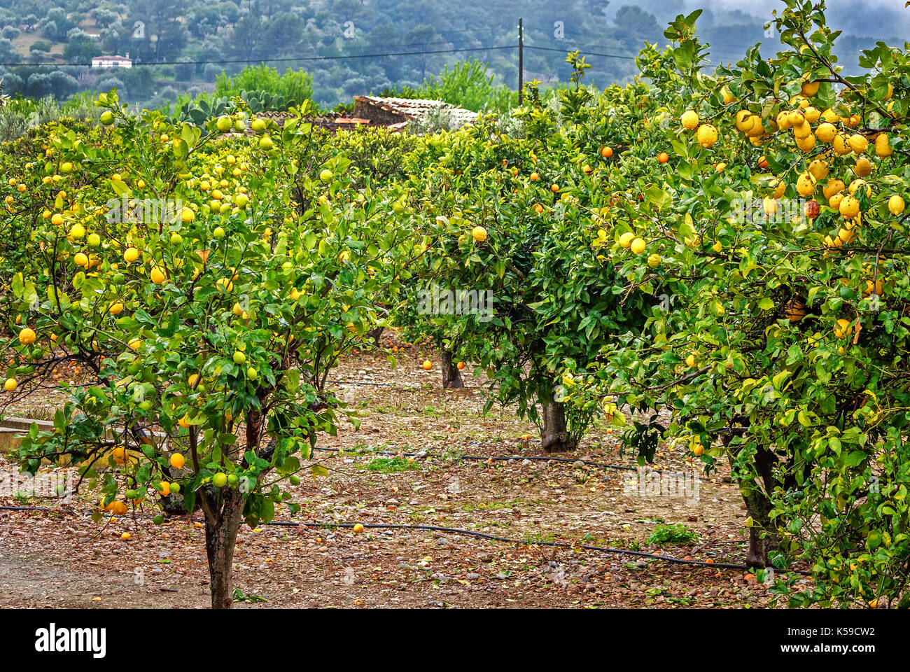 Orange trees mallorca hi-res stock photography and images - Alamy