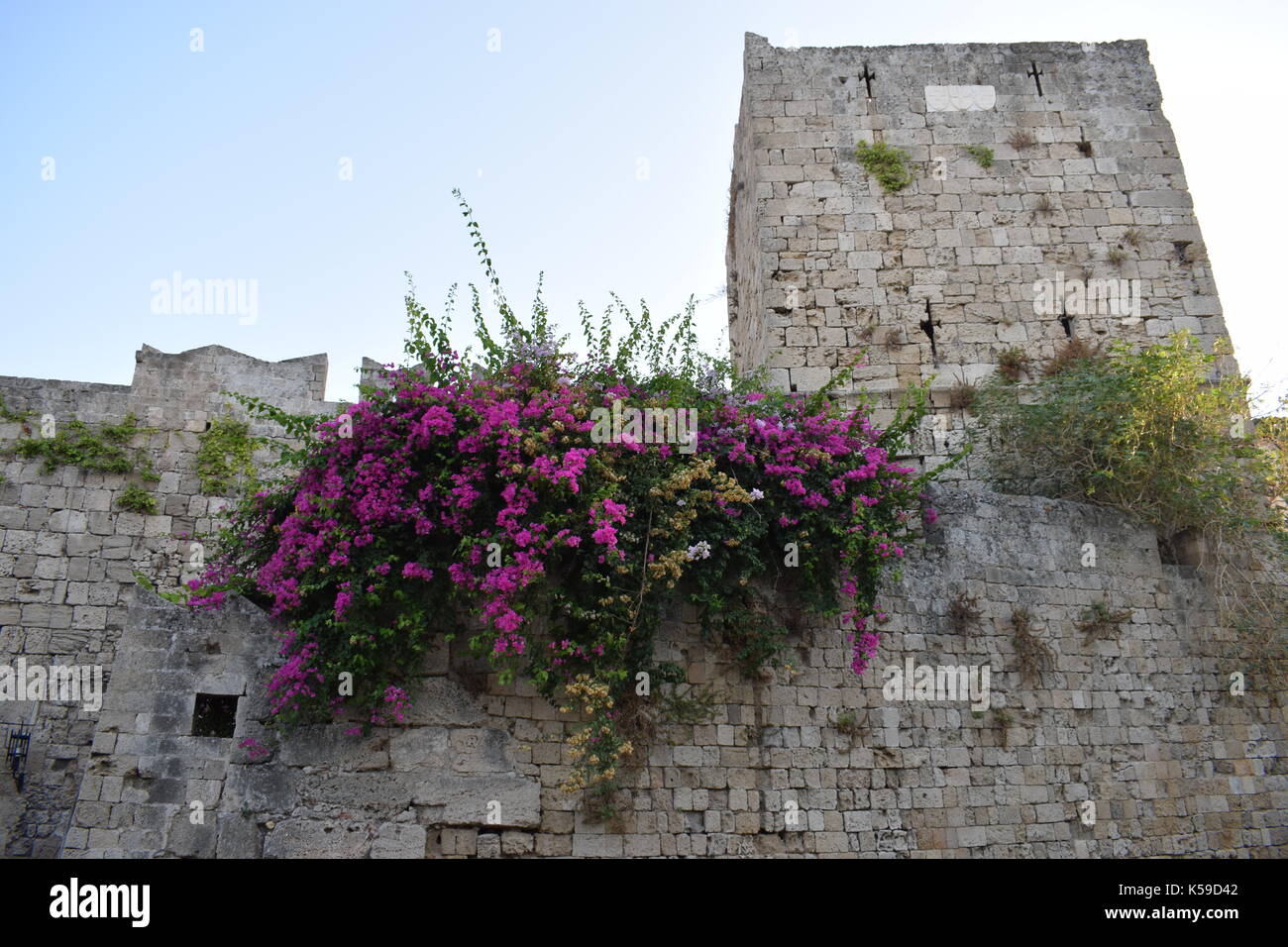 Rhodes flowers hi-res stock photography and images - Alamy