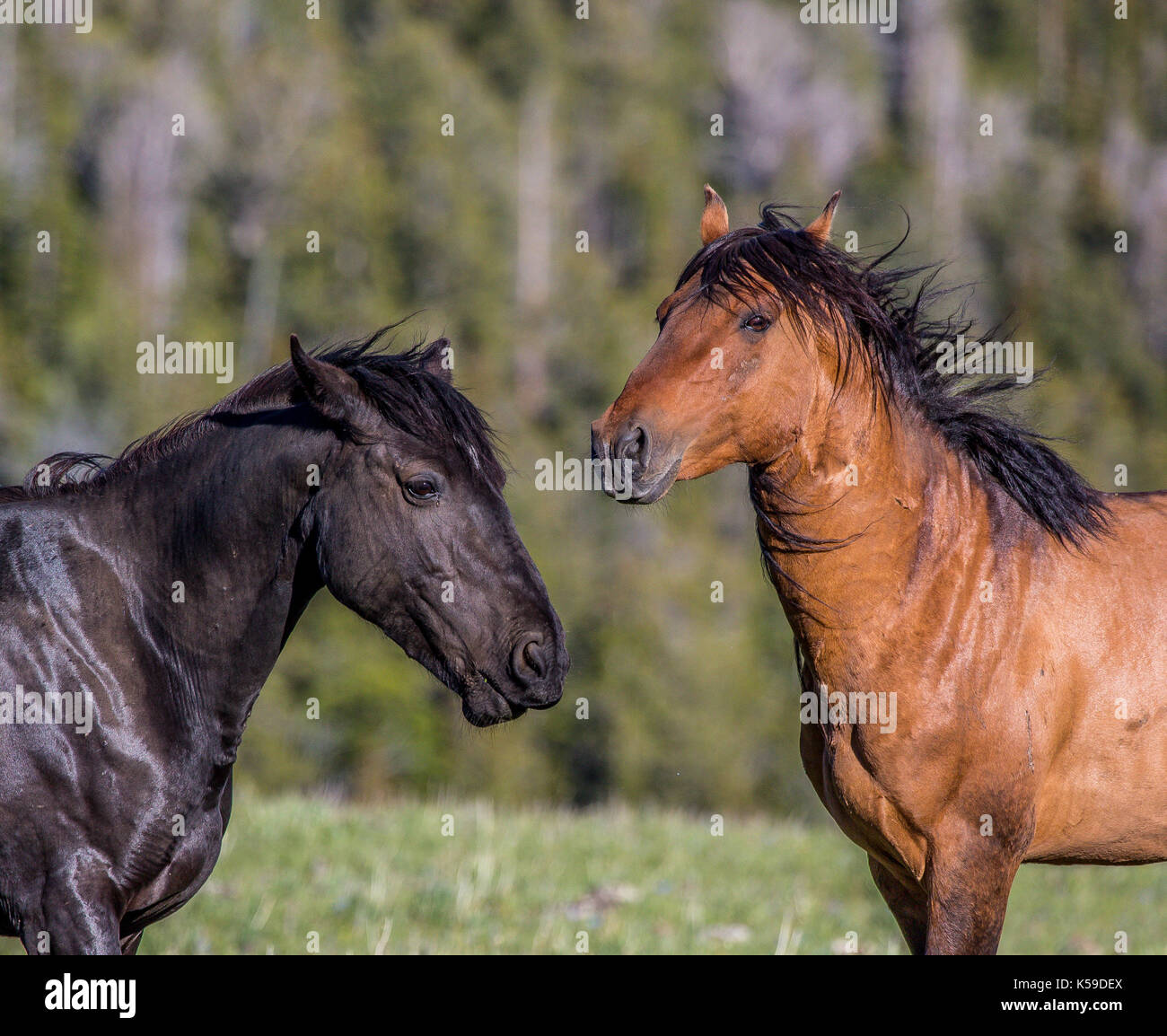 Wild horses range the Pryor Mountains outside Lovell, Wyoming Stock ...