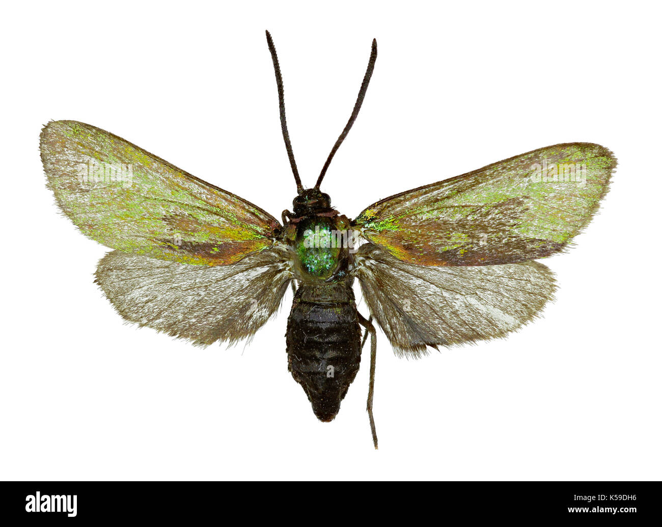 Green Forester on white Background - Adscita statices (Linnaeus, 1758 ...