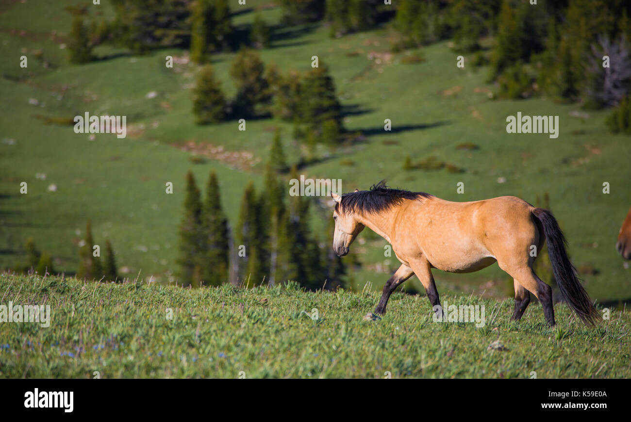 Wild horses range the Pryor Mountains outside Lovell, Wyoming Stock ...