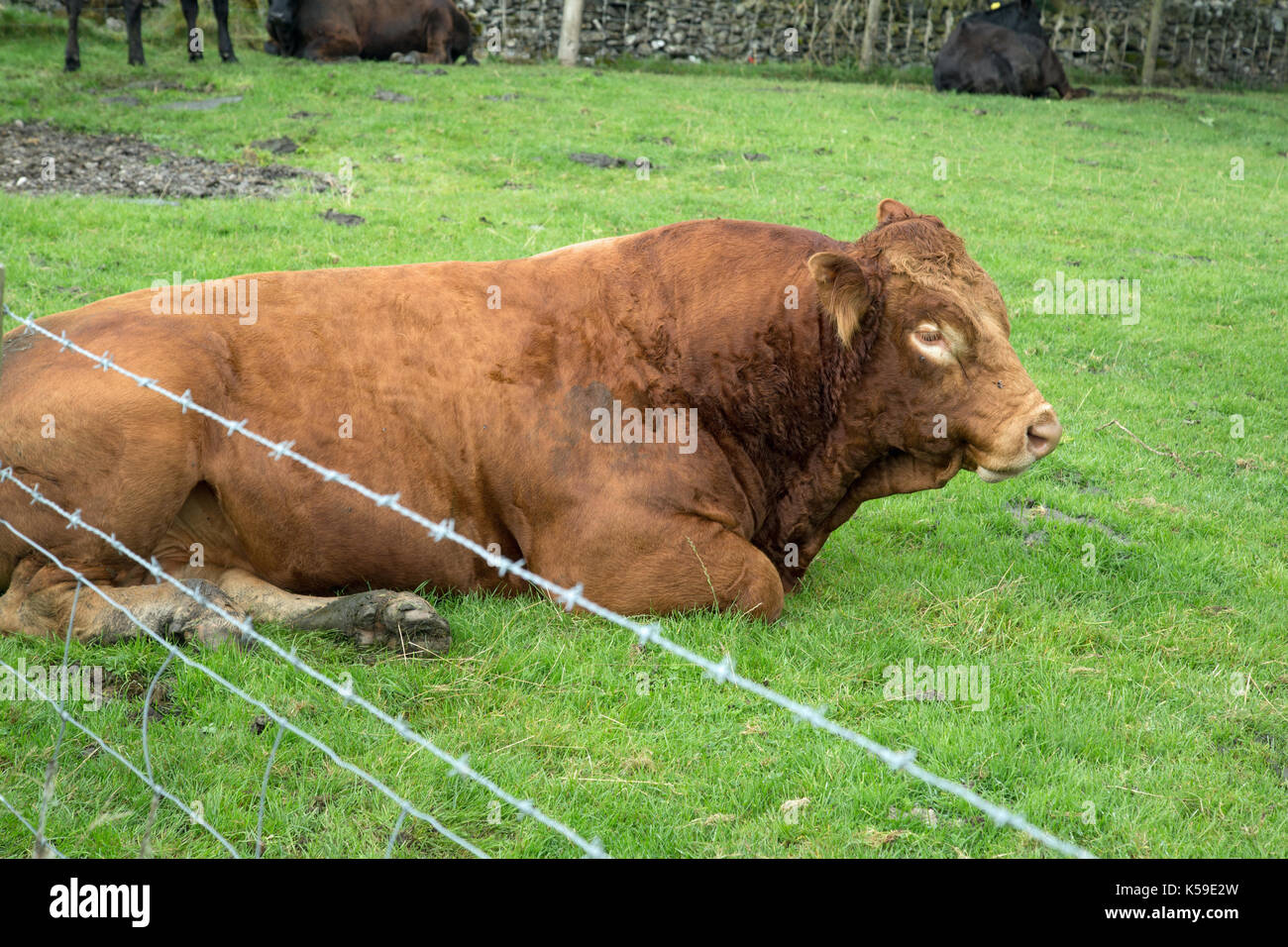 Bull beefy hi-res stock photography and images - Alamy