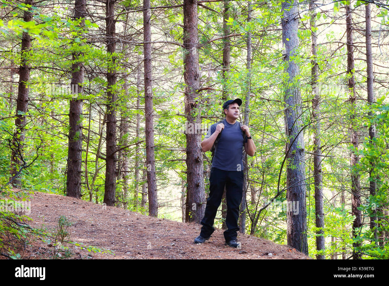 A man crosses the path in the forest of wild pines. Hiking clothing ...