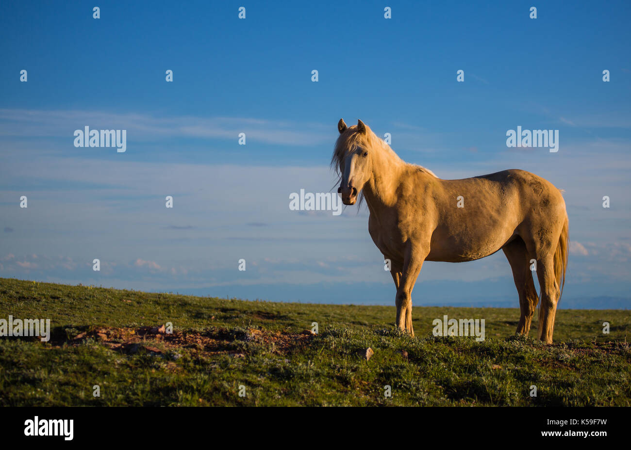 Wild horses range the Pryor Mountains outside Lovell, Wyoming Stock ...