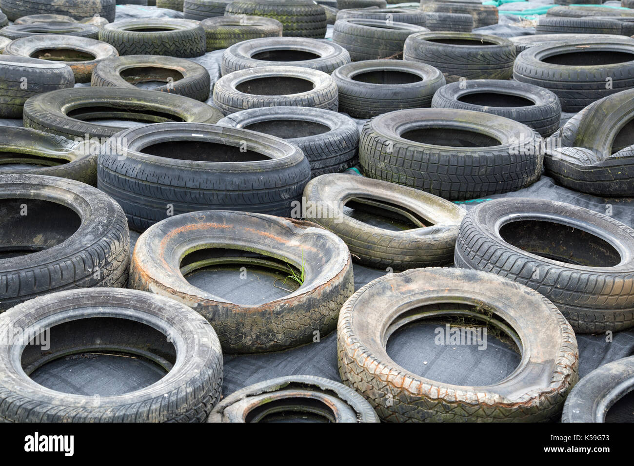A large quantity of car tires are given a new purpose as weights Stock ...
