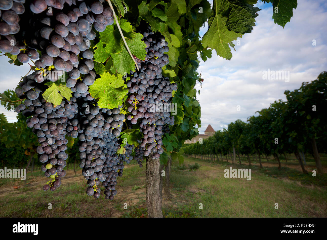 Grapes growing in a St-Emilion vinyard, France Stock Photo - Alamy